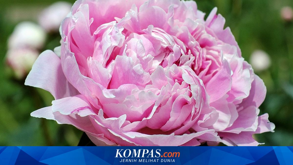 Mengenal 10 Bunga Cantik dan Maknanya