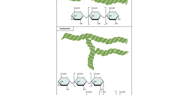 Monomer Amilum atau Pati