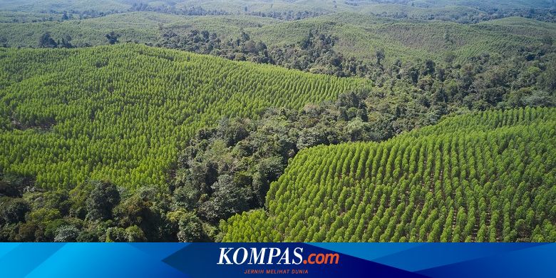 Perbedaan Bioma Stepa dan Sabana - TrendRadars Indonesia