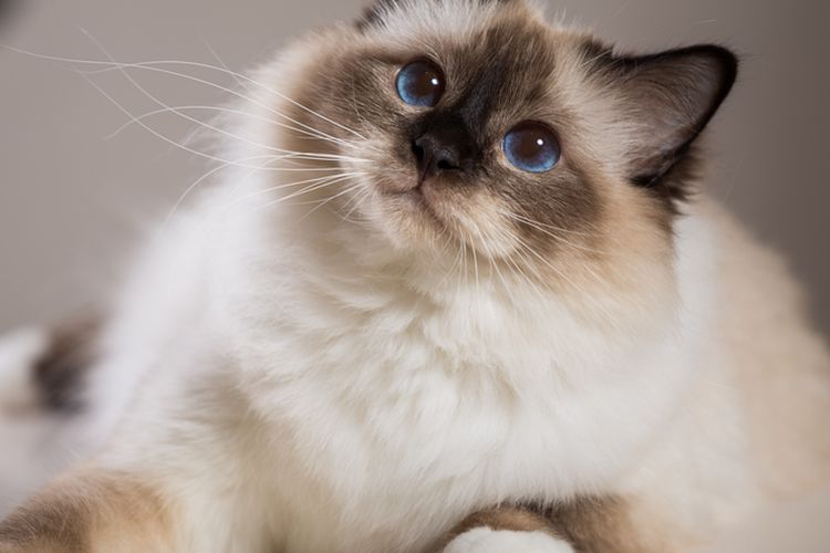 8 Ras Kucing yang Ramah dengan Anak-anak, dari Birman hingga Ragdoll