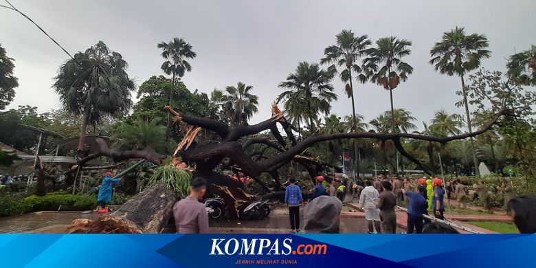 Gratis! Ini Cara Klaim Asuransi jika Kendaraan Tertimpa Pohon Tumbang ...
