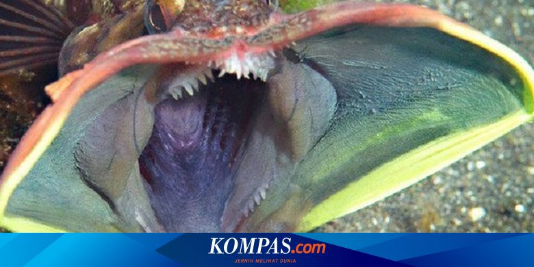 Inilah Ikan yang Disebut "Sangat Jelek" dalam Literatur Ilmiah