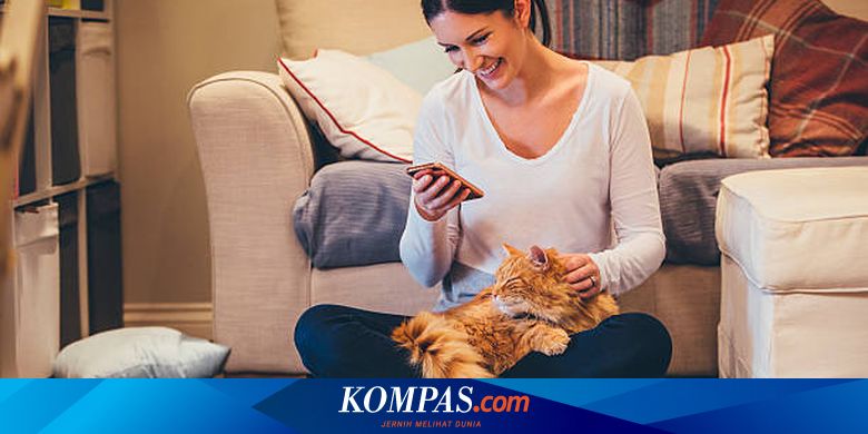 Beberapa Kucing Bisa Dijadikan Hewan Terapi, Studi Ungkap