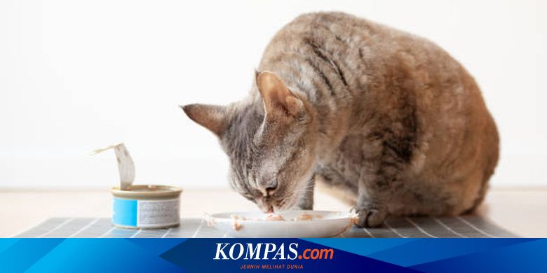 Kebutuhan Nutrisi Kucing Berdasarkan Berat Badannya