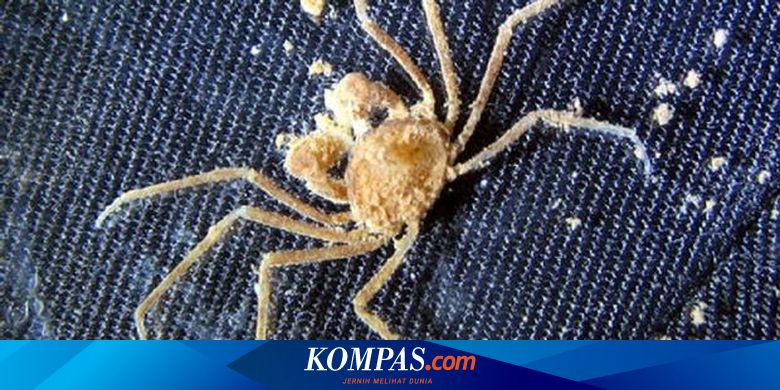 Kepiting Laba-laba, Inilah Fauna Endemik Karst Maros....