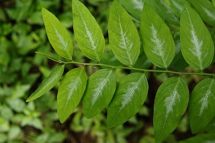 Foto : Tak Hanya Melancarkan ASI, Ini 7 Manfaat Daun Katuk bagi Kesehatan