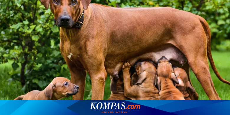 Serba-serbi Hewan: Bisakah Hewan Melahirkan Anak Kembar?