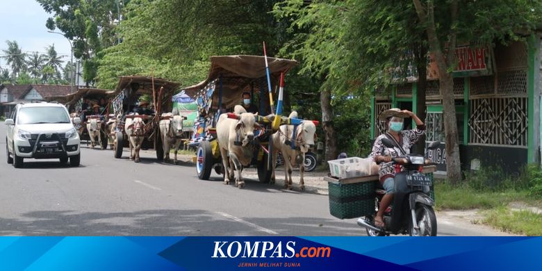 Serunya Naik Gerobak Sapi dan Nikmati Alam Pedesaan Bantul Yogyakarta