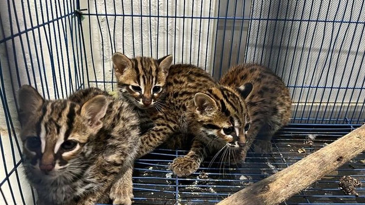 Jual Kucing Kuwuk lewat Jalur Darat, Pria di Sumatera Utara Ditangkap