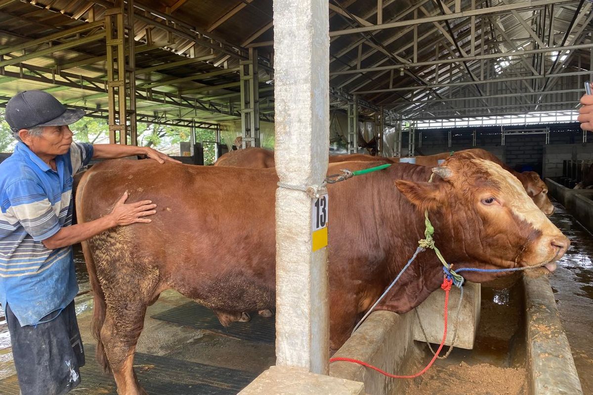 Kisah Ridwan, Perawat Sapi Kurban di Semarang dengan Pijat dan Jamu ...