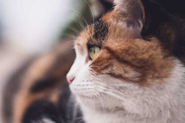 5 Fakta Menarik Kucing Calico, Si Pembawa Keberuntungan