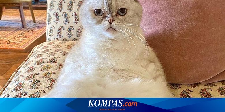 Mengenal Olivia Benson, Kucing Terkaya di Dunia Milik Taylor Swift