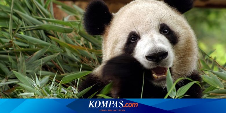 Berita Harian Fakta-panda Terbaru Hari Ini - Kompas.com