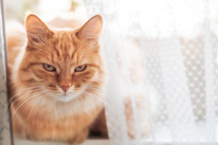Bisakah Kucing Merasa Cemburu? Berikut Penjelasannya
