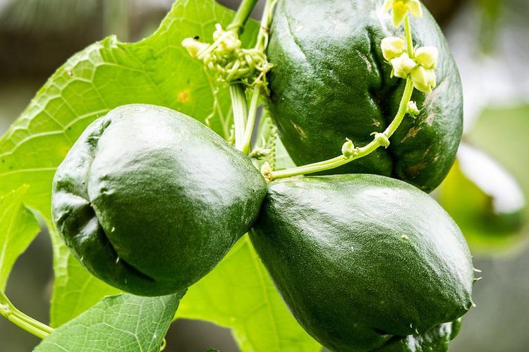 5 Tahapan Budidaya Labu Siam yang Benar agar Berbuah Banyak