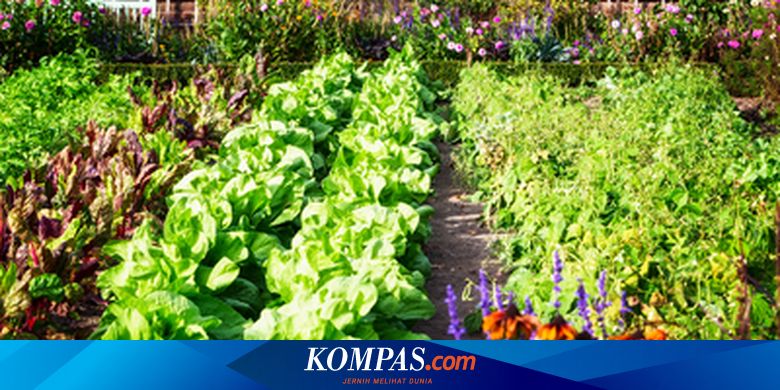 Tips Membuat Kebun Sayur di Rumah yang Sehat dan Produktif