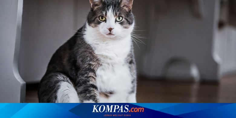 Cara Mengetahui Berat Badan Kucing, dari Kurus sampai Obesitas