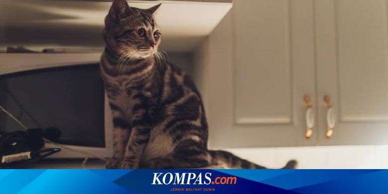 5 Alasan Mengapa Kucing Suka Mengeong di Malam Hari