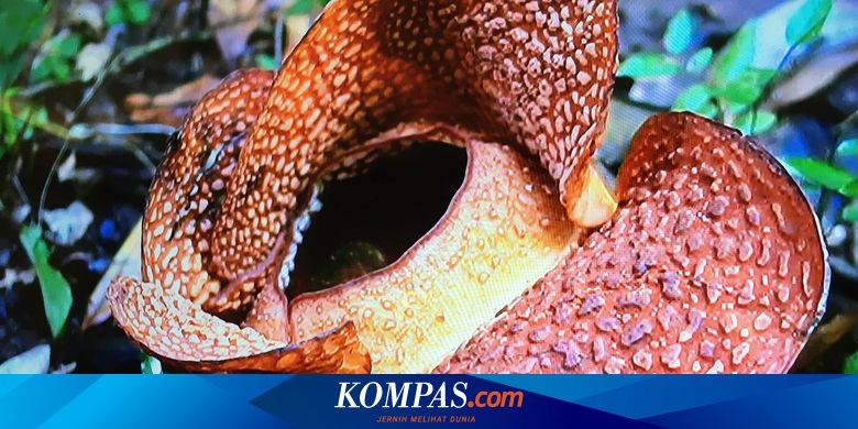 Berita Harian Beda-raflesia-arnoldi-dan-bunga-bangkai Terbaru Hari Ini ...