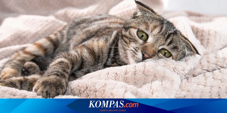 4 Penyebab Kucing Depresi dan Cara Mengatasinya