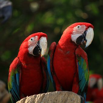 Mengenal Burung Scarlet Macaw, dari Sejarah, Kepribadian, dan Nutrisi