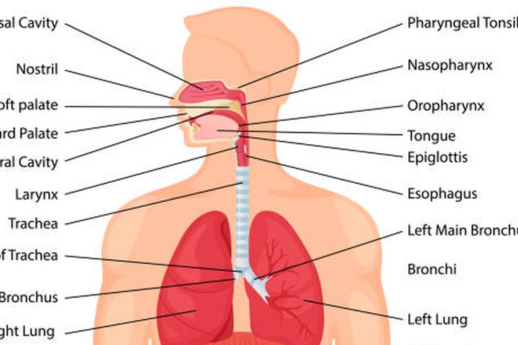 Mengenal 11 Sistem Organ pada Tubuh Manusia