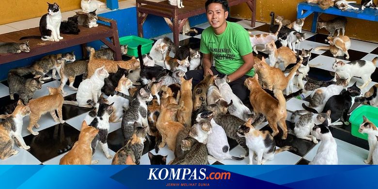 Rumah Singgah Clow, Tempat Tinggal Sementara Kucing Jalanan yang Sakit