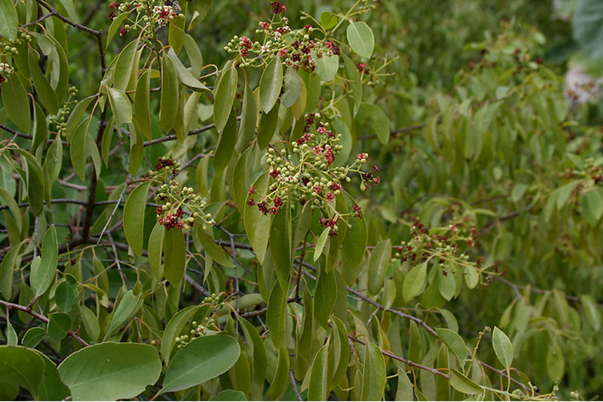 Mengenal Flora dan Fauna Khas Nusa Tenggara Timur