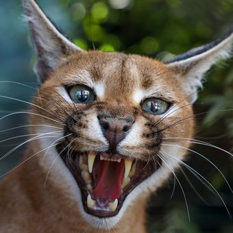 5 Fakta Menarik Kucing Caracal yang Harganya Bisa Mencapai Rp150 Juta ...