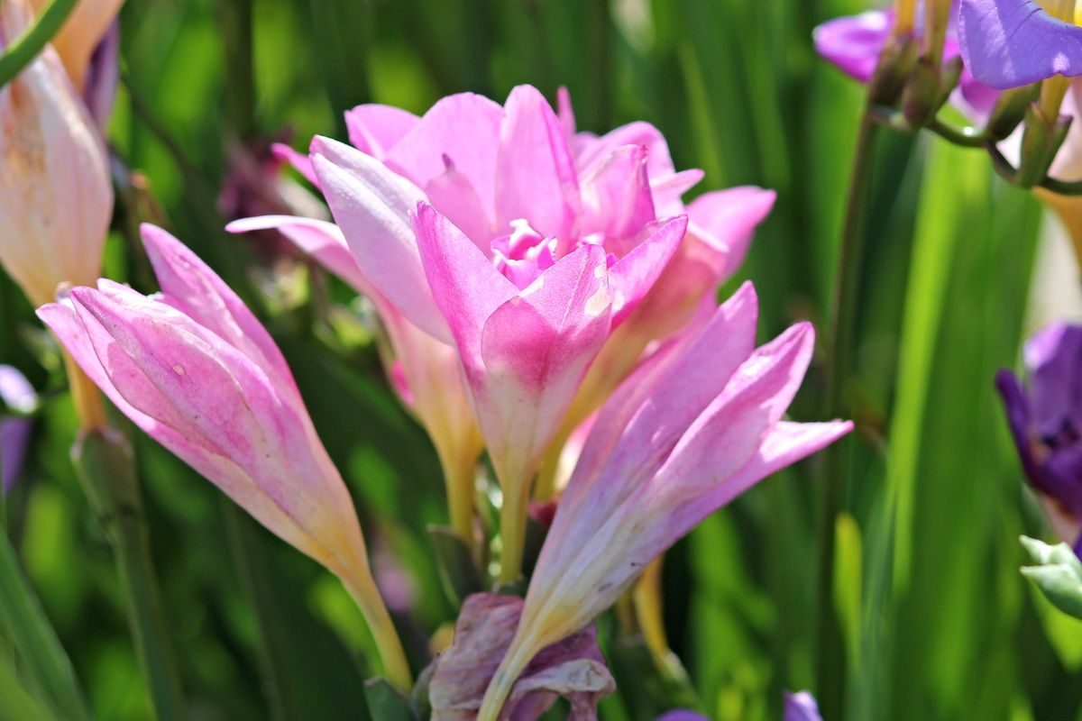 Cara Merawat Freesia, Bunga Harum yang Mempercantik Rumah