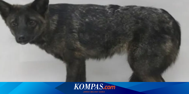 Kisah Dogxim Tertabrak Mobil, Ternyata Hewan Hibrida Anjing dan Rubah ...