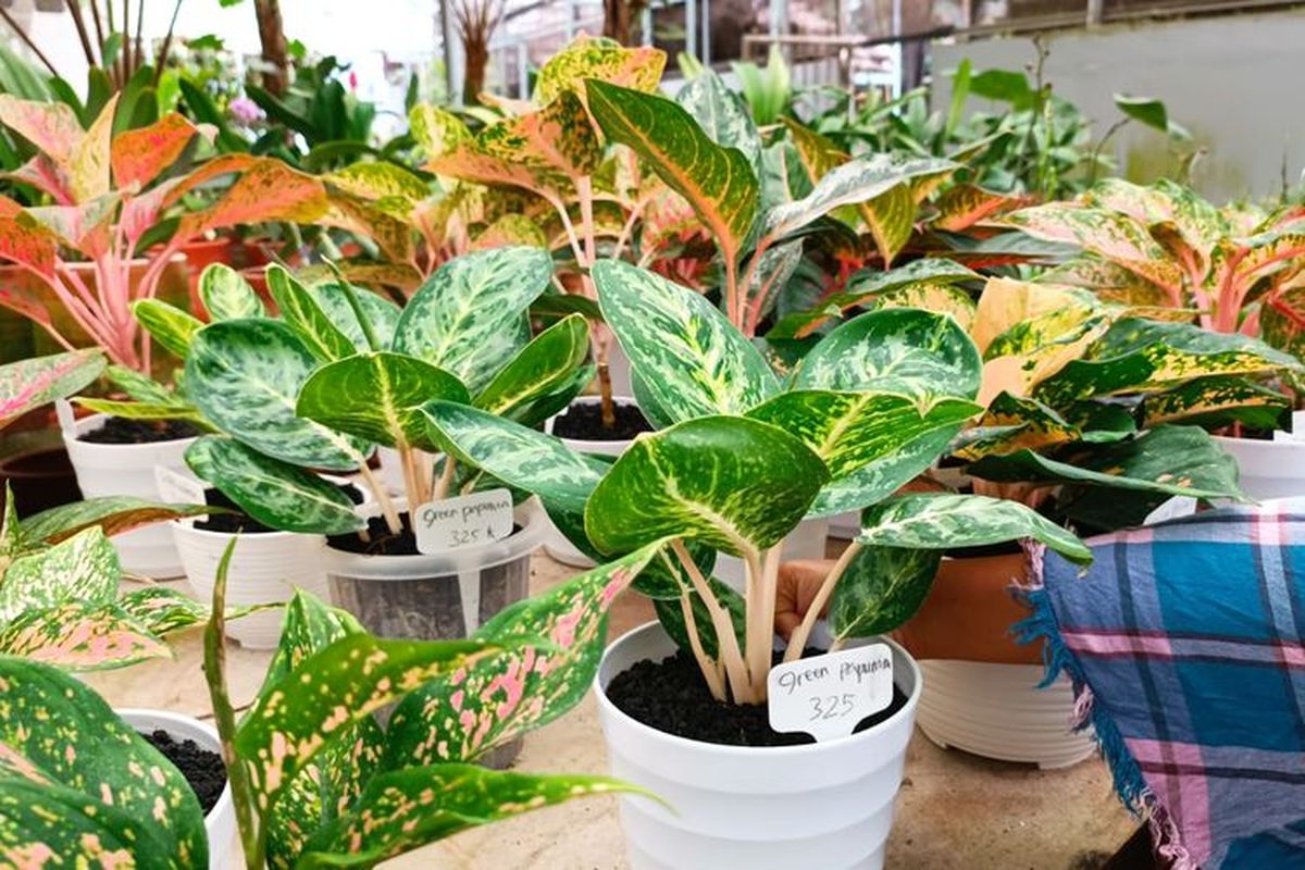 11 Tanaman Hias Berwarna Cerah, Cocok untuk Cerahkan Rumah