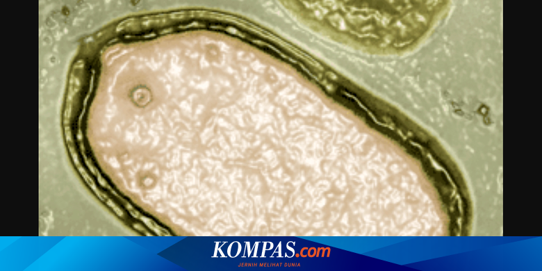 Berita Harian Pandoravirus-yedoma Terbaru Hari Ini - Kompas.com