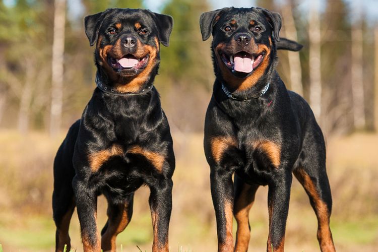 Perbedaan Anjing Doberman dan Rottweiler, Mana Terbaik untuk Menjaga?