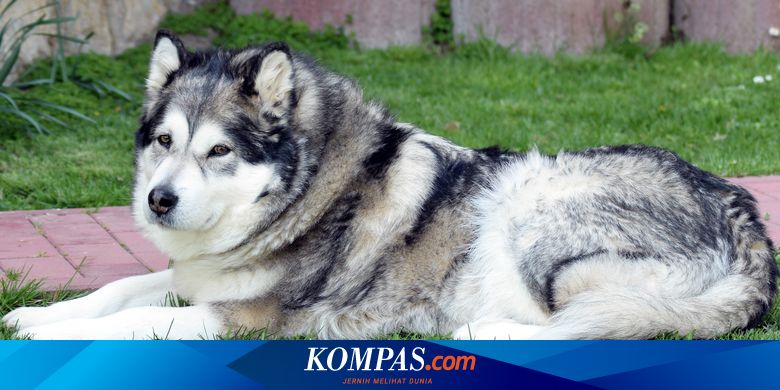 Ajang Kumpul Komunitas Pecinta Anjing Dihelat di Jakbar