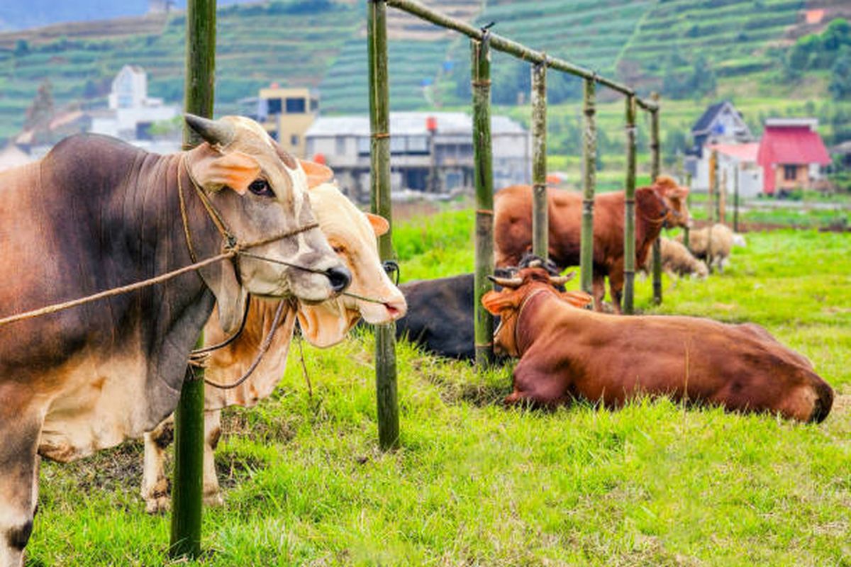 Kompilasi Sapi Kabur dan Mengamuk pada Idul Adha 2025