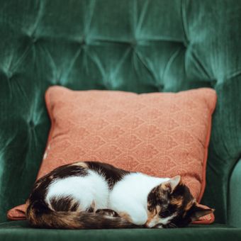 Perhatikan Hal Ini Ketika Kucing Peliharaan Sudah Menua