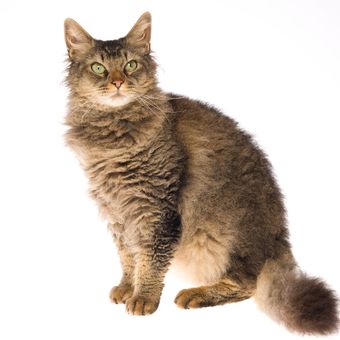 4 Ras Kucing Berbulu Keriting, Unik dan Langka