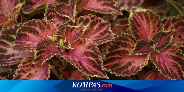 5 Hal yang Tidak Boleh Dilakukan Saat Merawat Tanaman Miana