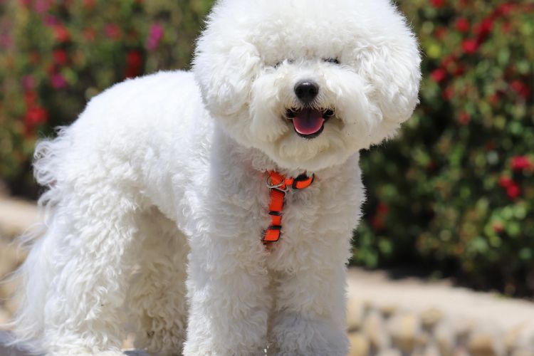 8 Fakta Menarik Anjing Bichon Frise, Si Kecil yang Disukai Bangsawan