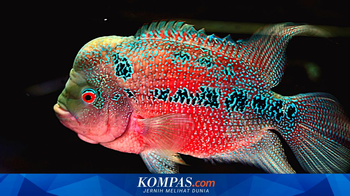 Apa Makanan Ikan Louhan?