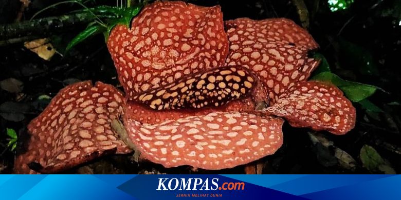 Langka, Dua Jenis Bunga Rafflesia Sedang Mekar di Hutan Bengkulu