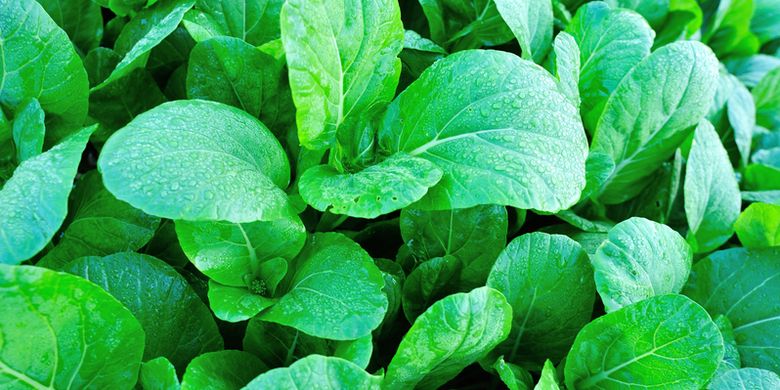 Gampang, Begini Cara Menanam Sawi di Polybag