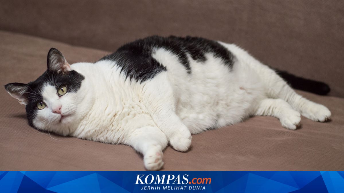 7 Ras Kucing yang Mudah Gemuk, Hati-hati Obesitas