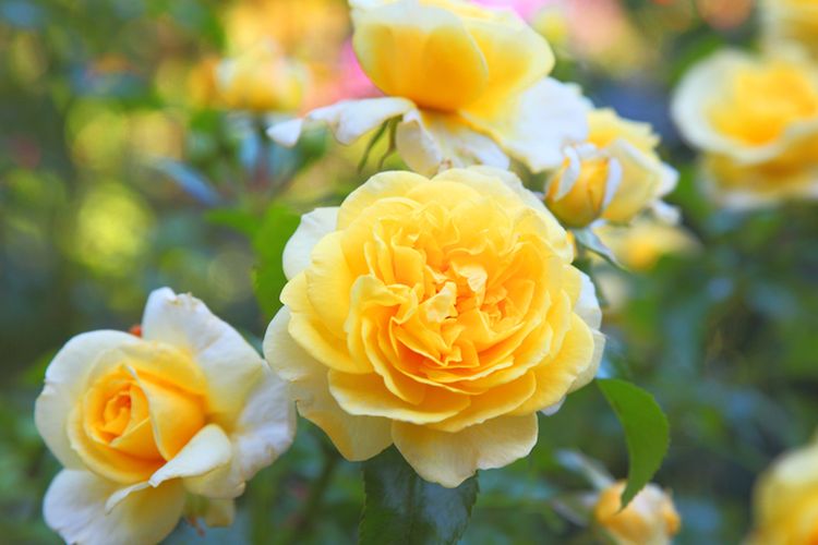 Mengenal Simbol dan Arti Bunga Mawar Kuning