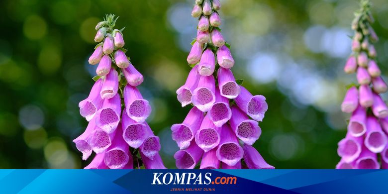 8 Bunga Ini Beracun, Bahkan Bisa Sebabkan Kematian
