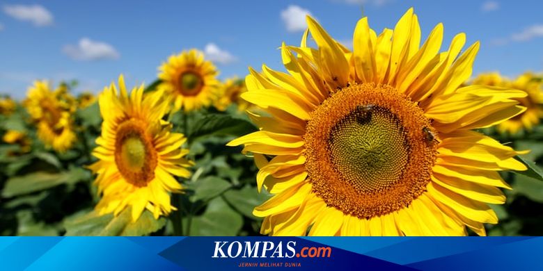 5 Fakta Menarik Bunga Matahari, Kaya Manfaat hingga Menjadi Ikon Seni