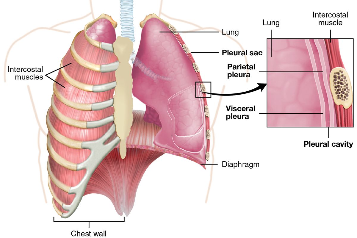 Pleura, Struktur yang Melindungi Paru-paru