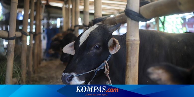 Viral, Video Sapi Bisa Berdiri Lagi Setelah Disembelih, Ini Kata Ahli