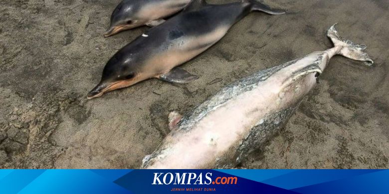Menemukan Hewan Terdampar di Pantai? Ini yang Perlu Dilakukan